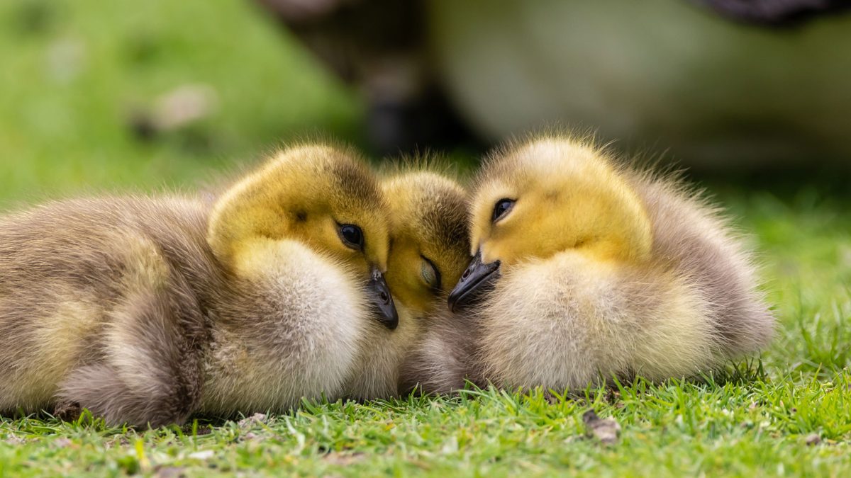 Air Quality | Air Purifiers and Humidity In Your Home - Animals Body ...