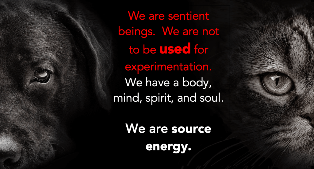 Animal Experimentation | Toxic Training on Our Animals - Animals Body ...